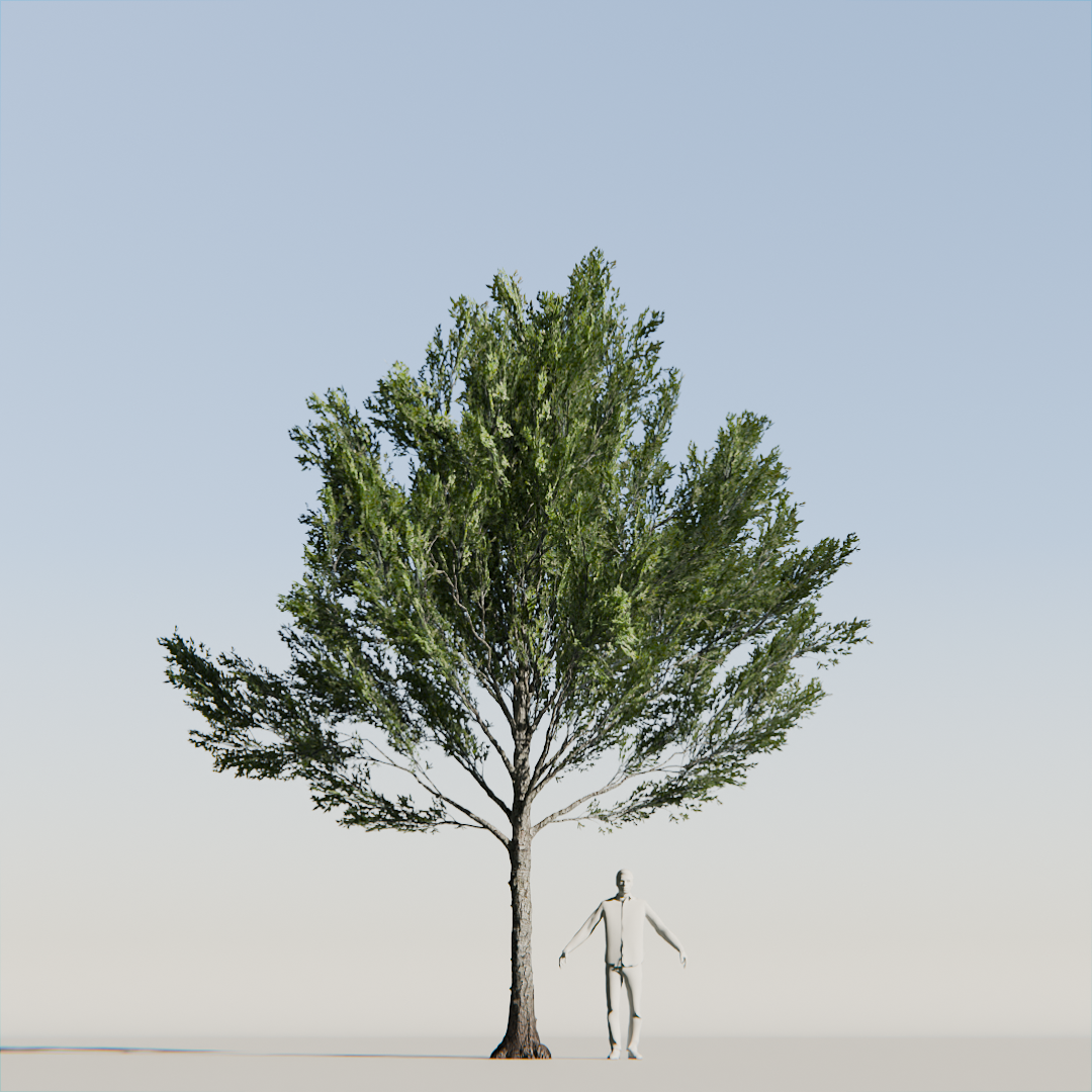 American beech tree variation low poly | Trees models | BlenderKit