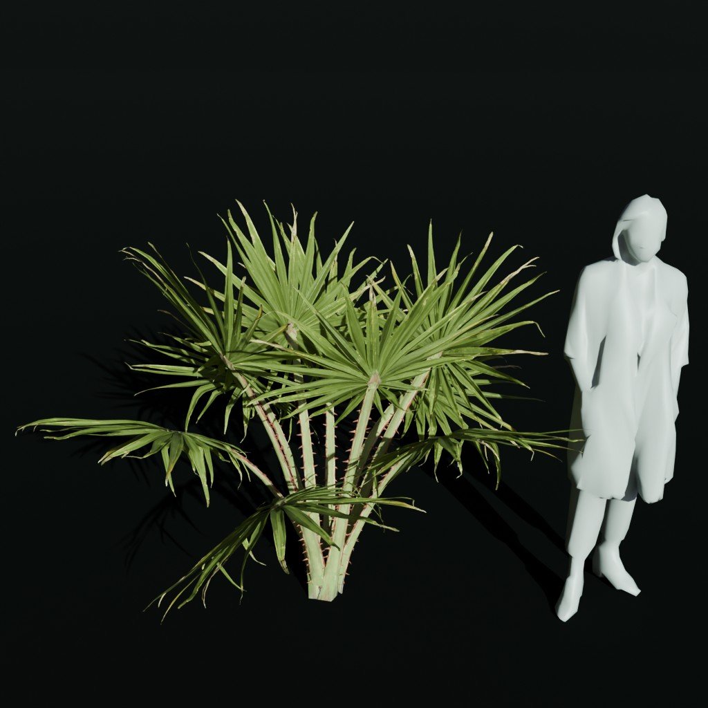 Caraday Palm Sapling | Trees models | BlenderKit