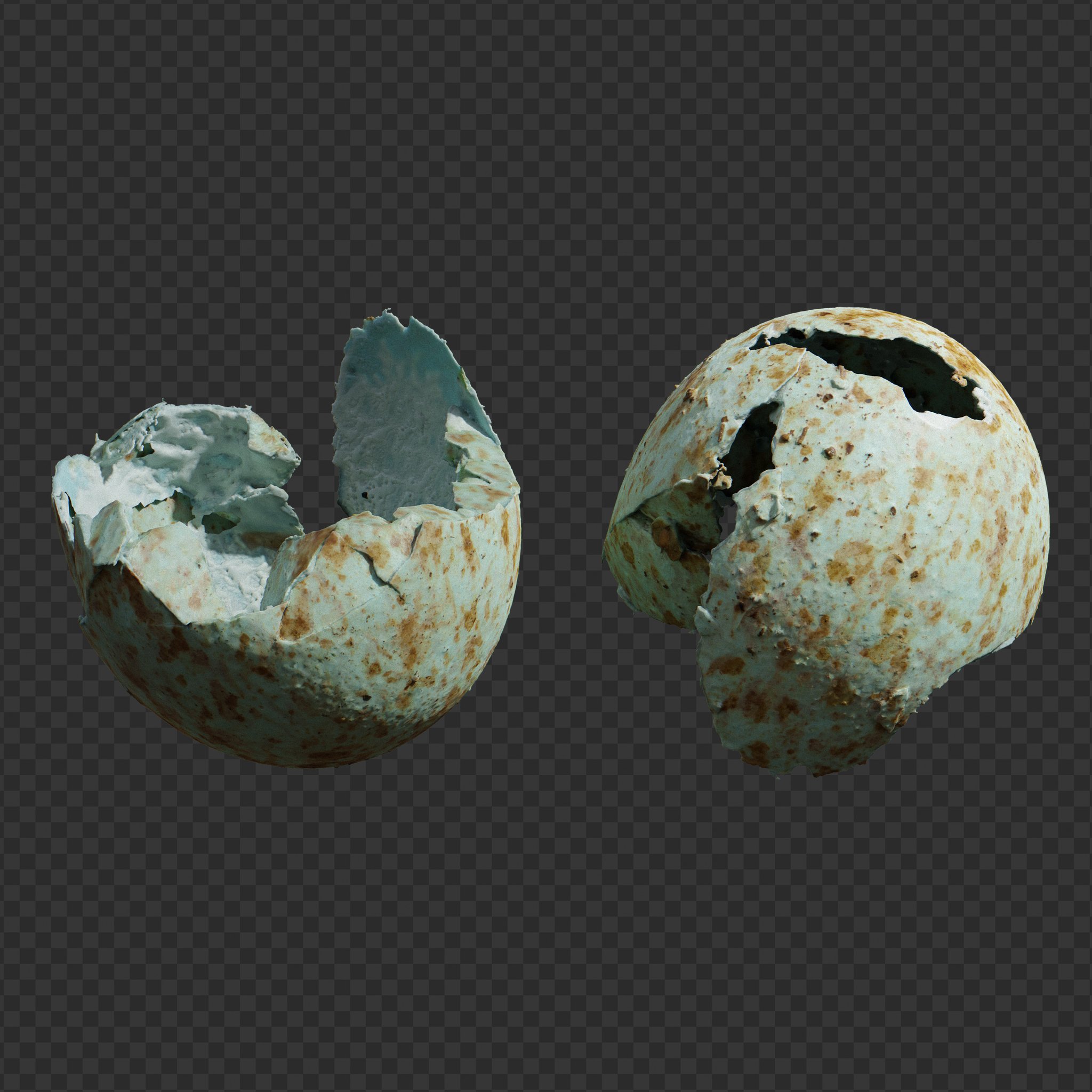 Black Bird Eggshell | FREE Environment Elements models | BlenderKit