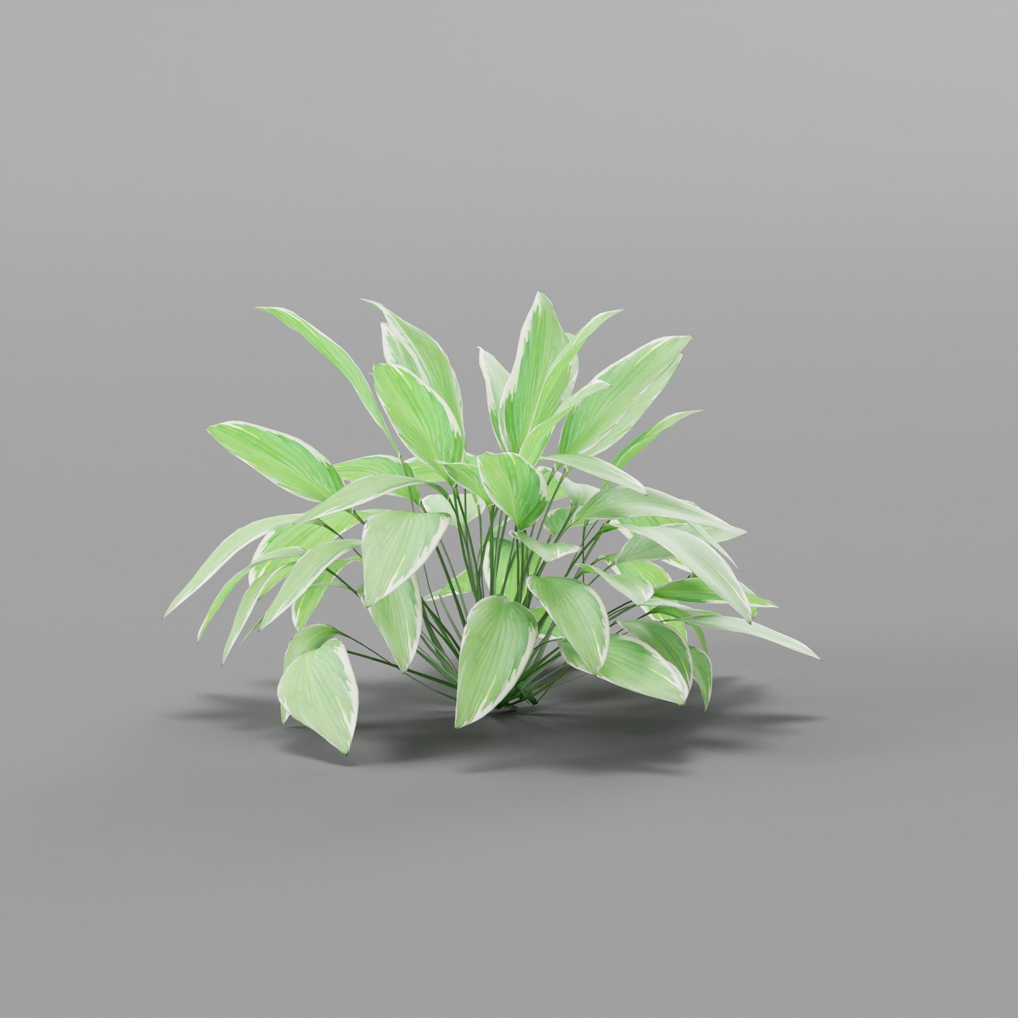 Hosta plantaginea | FREE Outdoor Plants models | BlenderKit