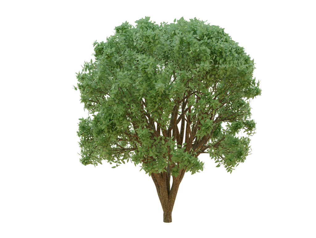 Tree | FREE Trees models | BlenderKit