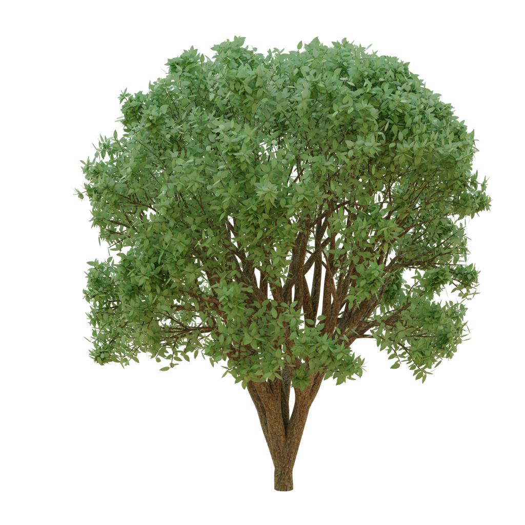 BlenderKit | Download the FREE Tree model