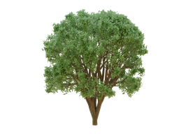 Tree | FREE Trees models | BlenderKit