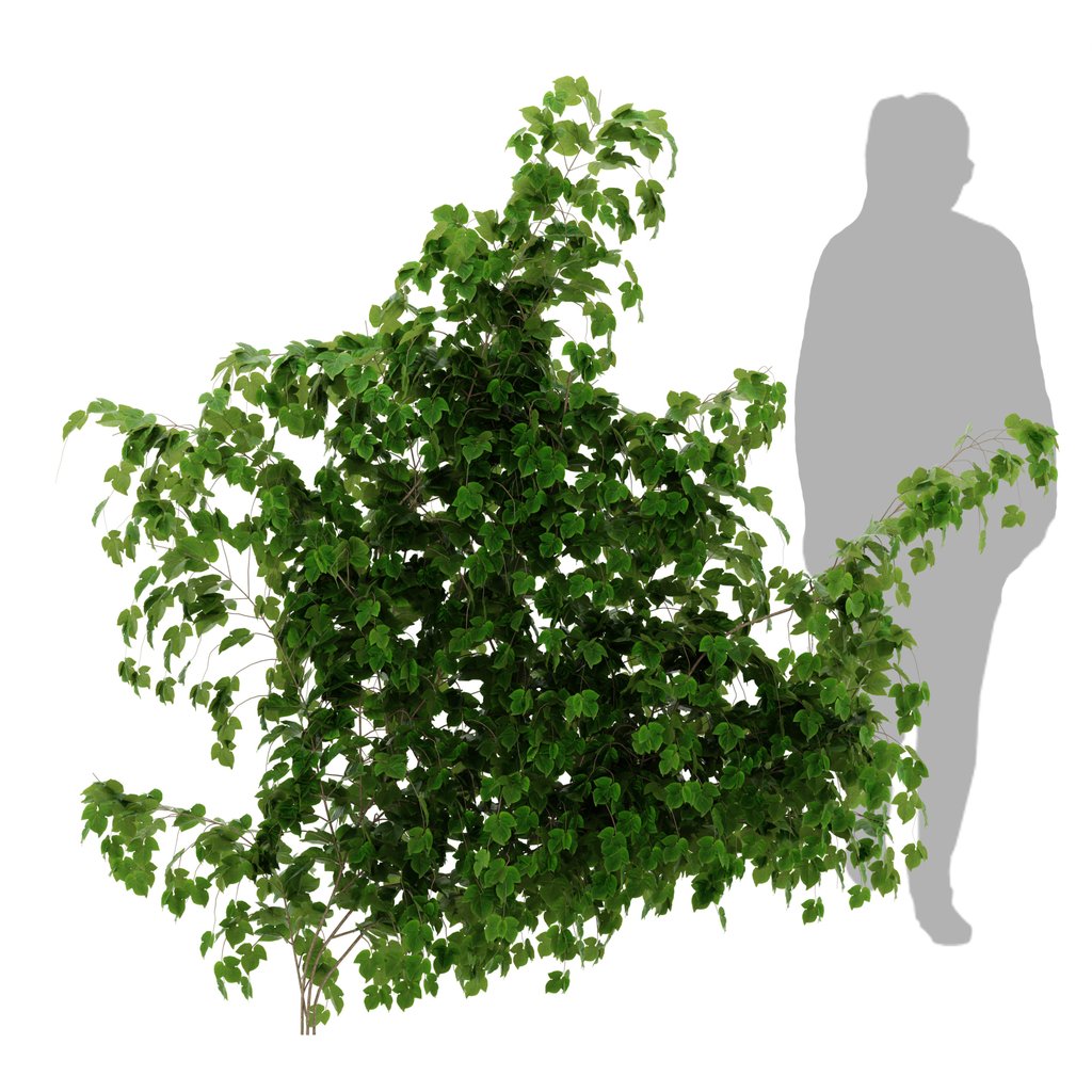Ipomoea nil j | Green Walls models | BlenderKit