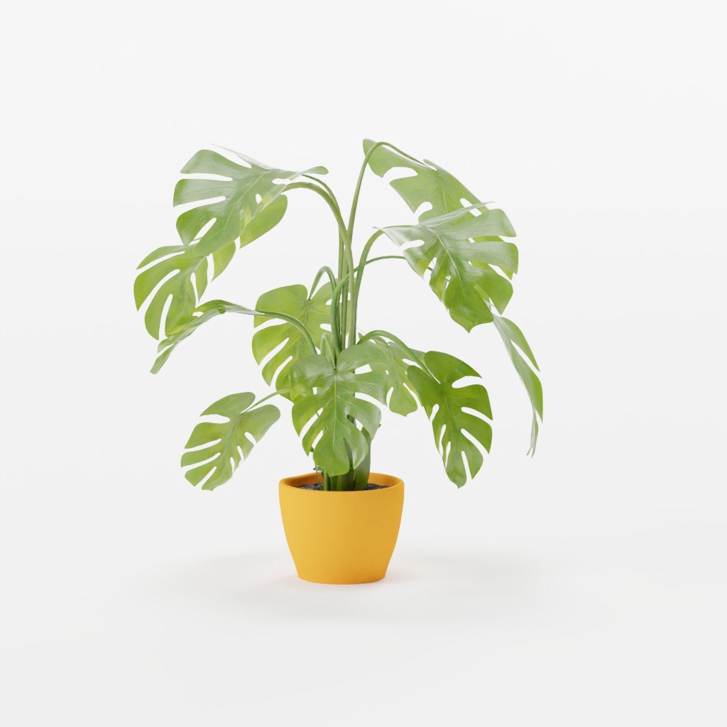 The Swiss Cheese Plant | Indoor Plants models | BlenderKit