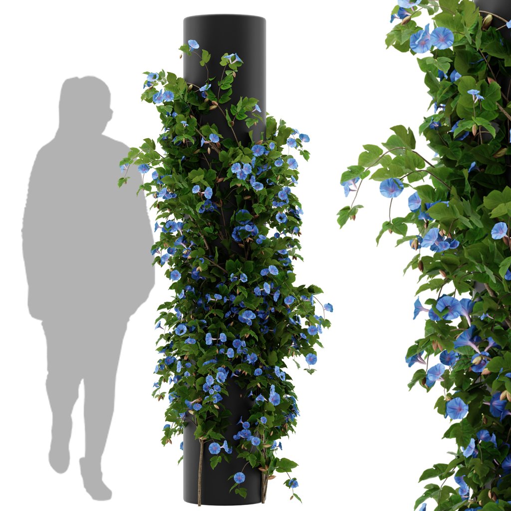 Ipomoea nil e | Green Walls models | BlenderKit