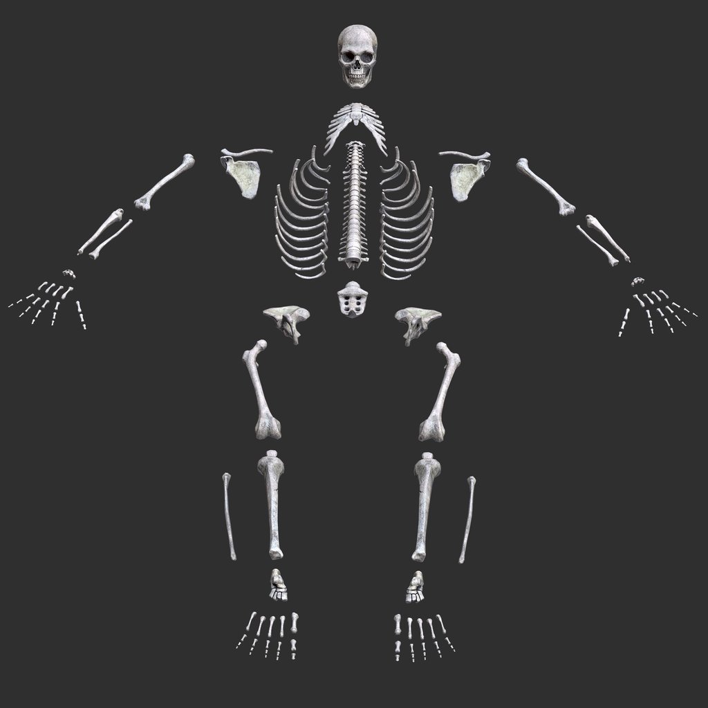 Human male skeleton bones | Human Skeletons models | BlenderKit