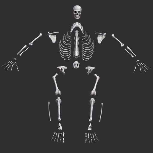 Fully rigged human skeleton | Human Skeletons models | BlenderKit