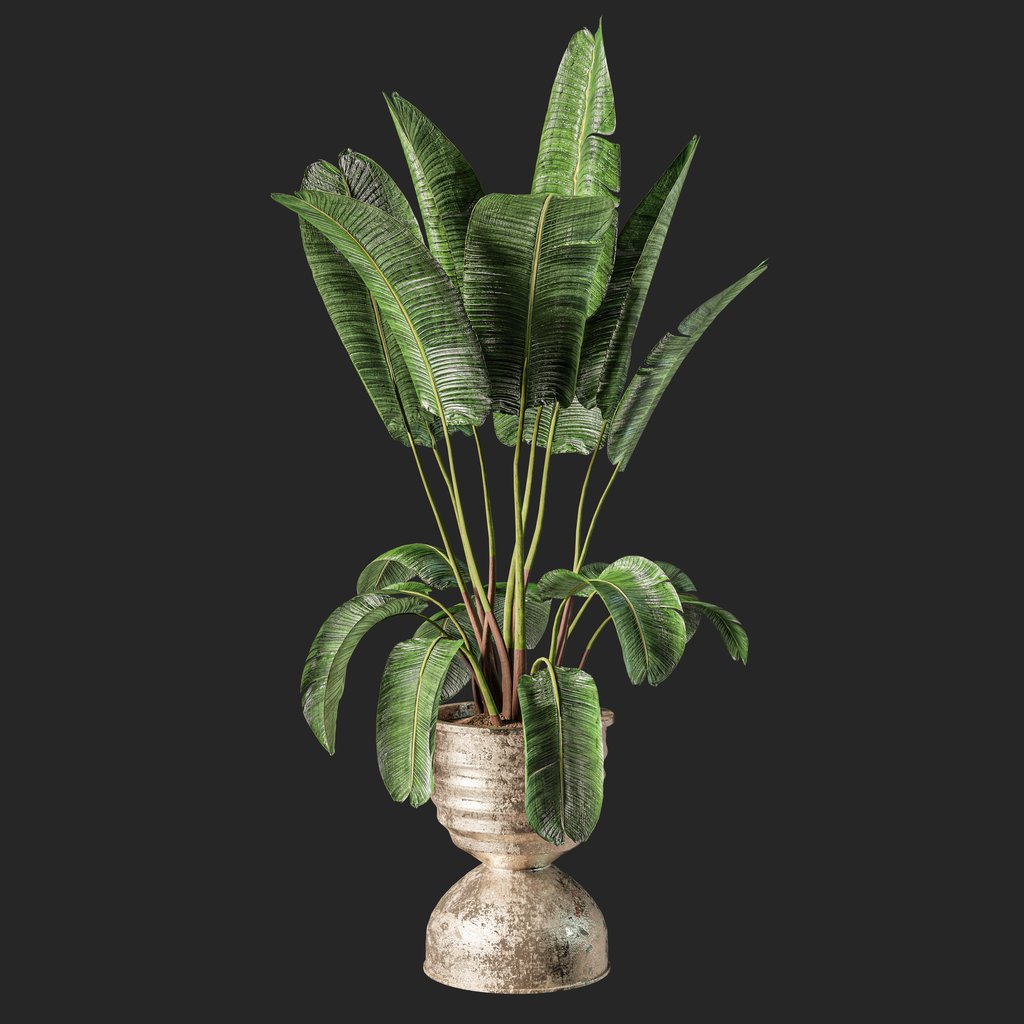 Plant | Indoor Plants models | BlenderKit