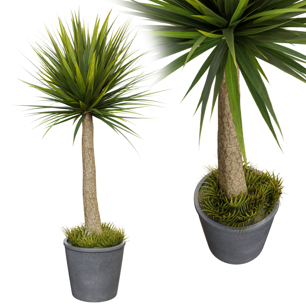 Indoor plant SETA | Indoor Plants models | BlenderKit