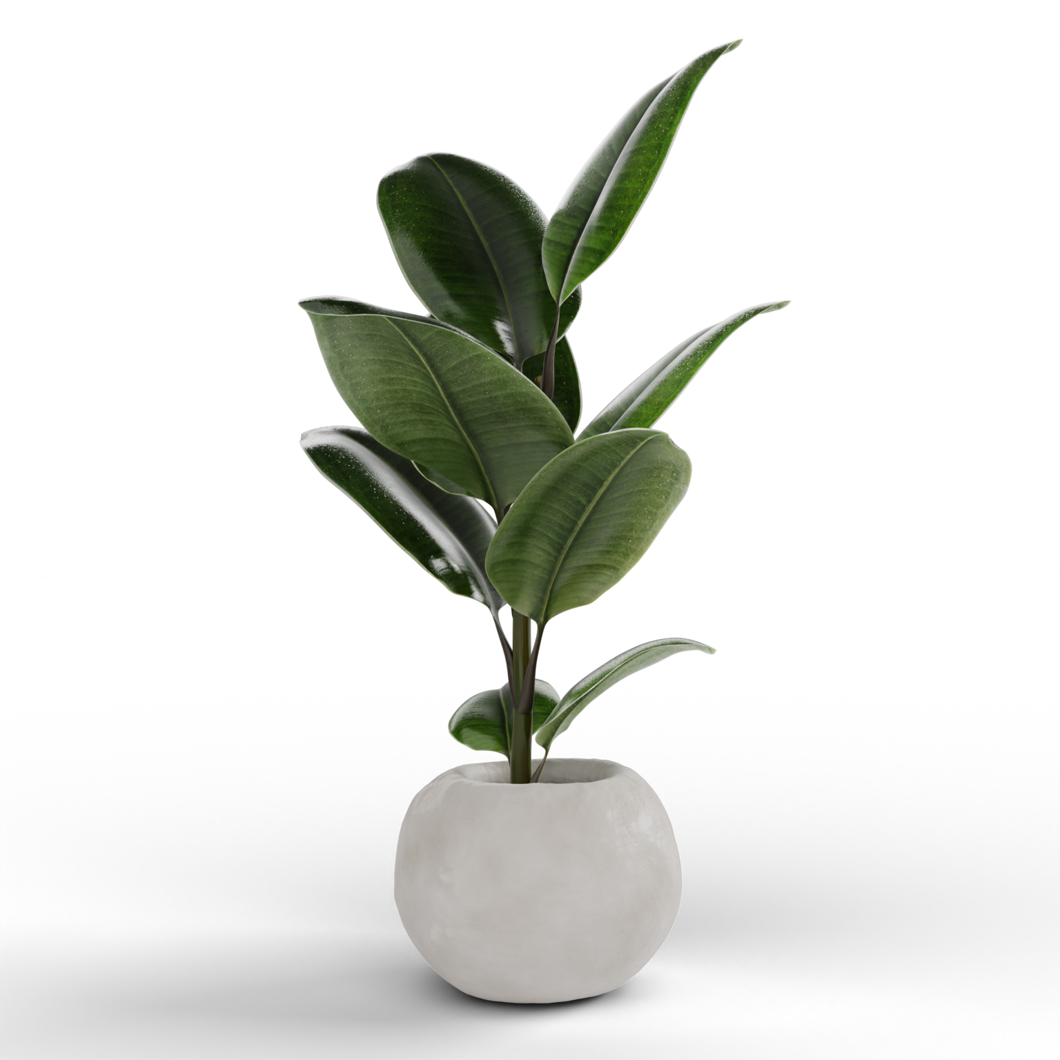 Small Ficus | Indoor Plants models | BlenderKit