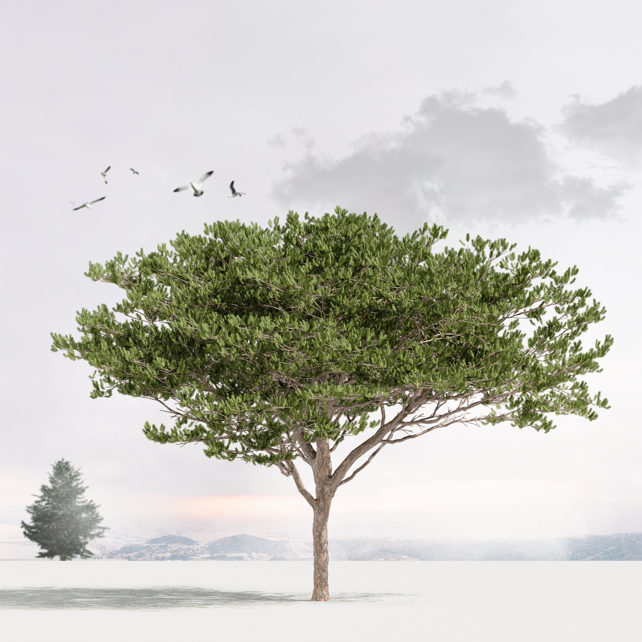 Resin Rich Pinus Pinaster Tree | Trees models | BlenderKit