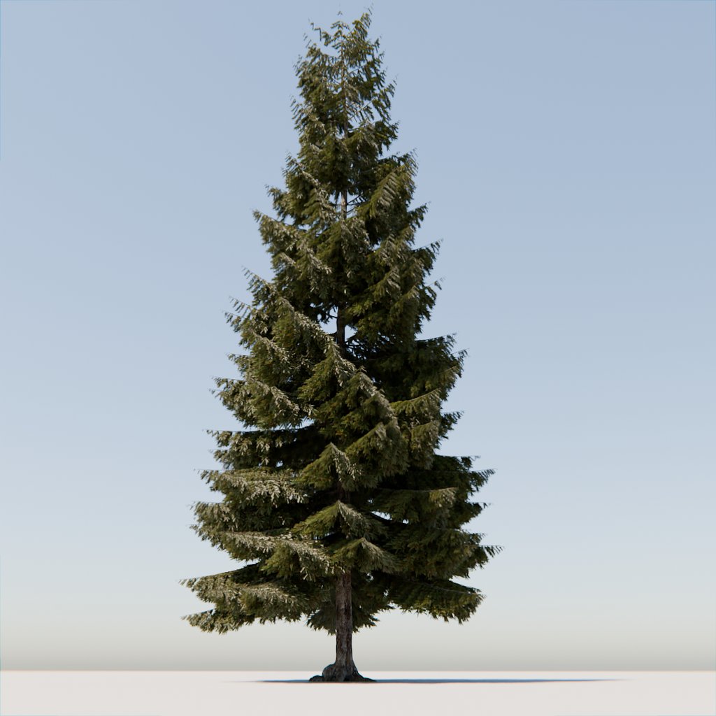 Coniferous Tree 08 | Trees models | BlenderKit