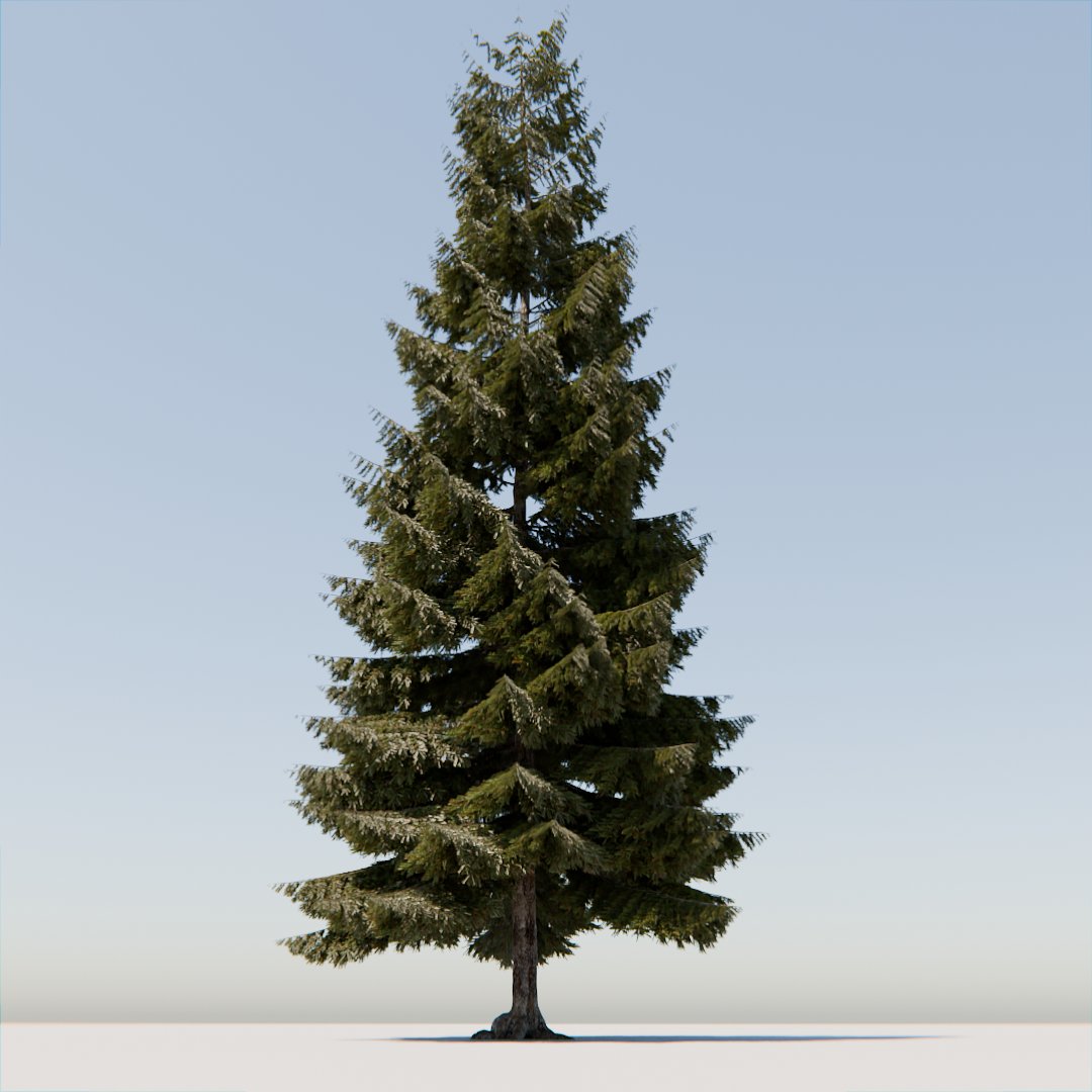 Coniferous Tree 08 | Trees models | BlenderKit