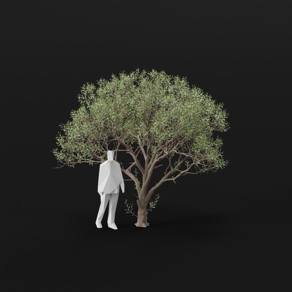 Olive Tree Decay Large | Trees models | BlenderKit