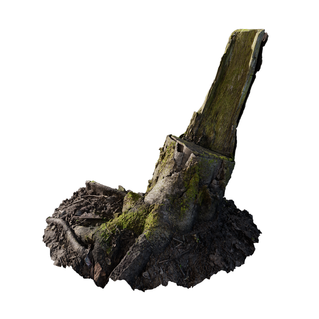 PX Stump | FREE Trees models | BlenderKit