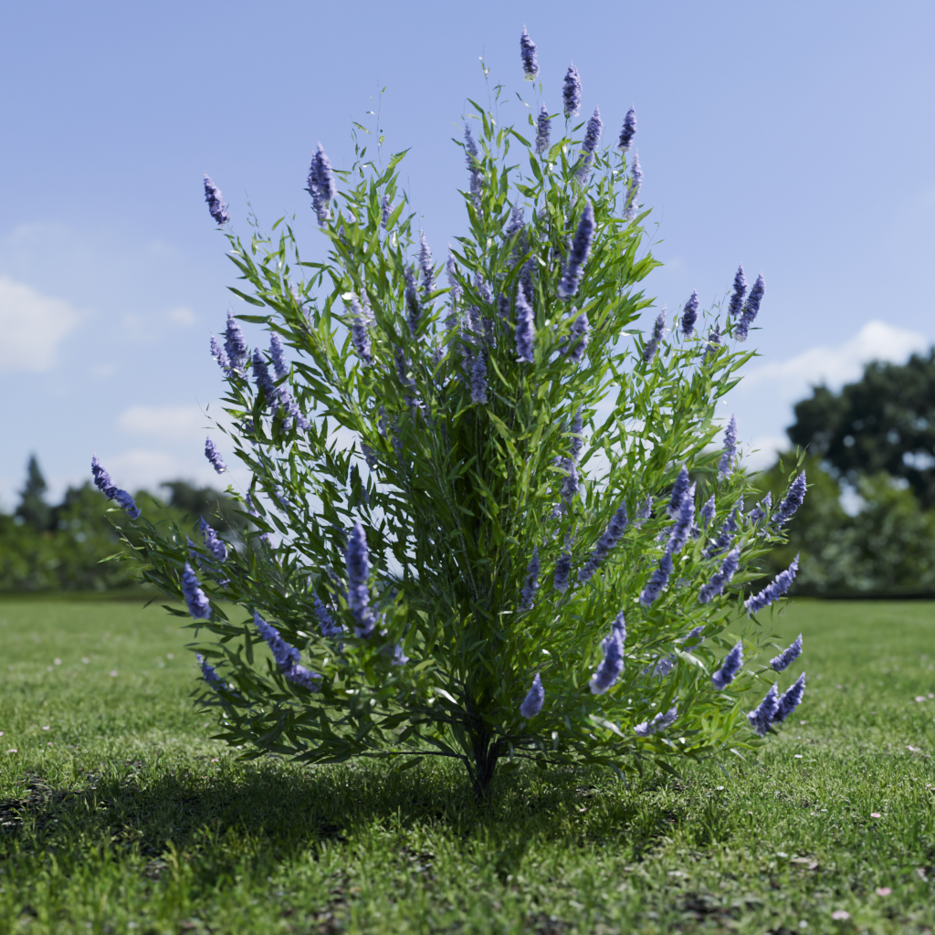 Shurb Spirea Care Blue Mist Animated | Outdoor Plants models | BlenderKit