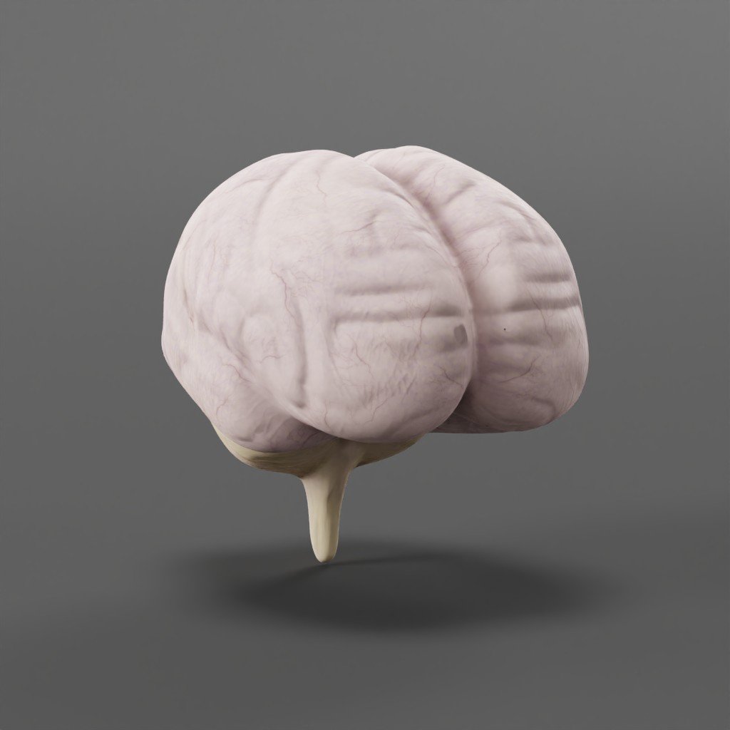 Exposed Brain | Internal Organs models | BlenderKit