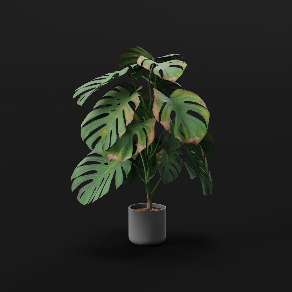 Monestera Plant Elder Potted | Indoor Plants models | BlenderKit