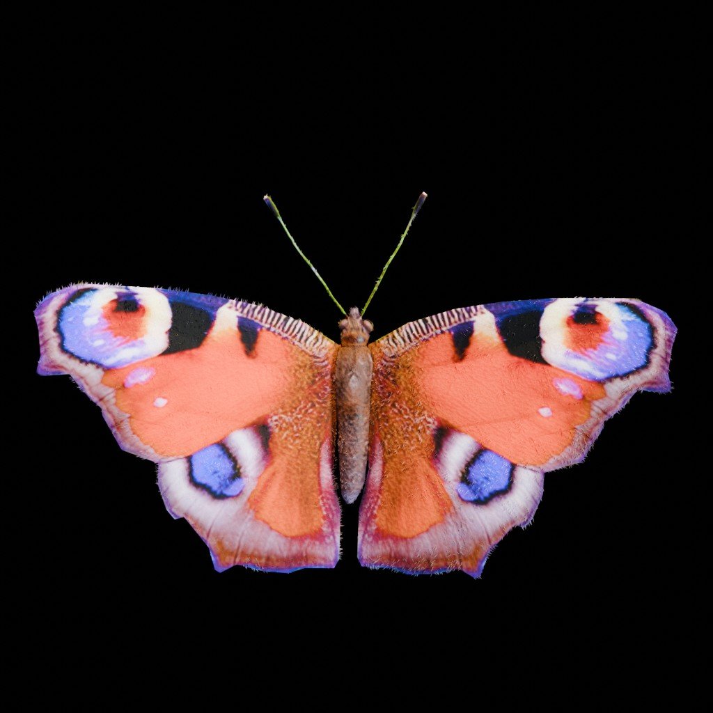 Butterfly | Insects models | BlenderKit