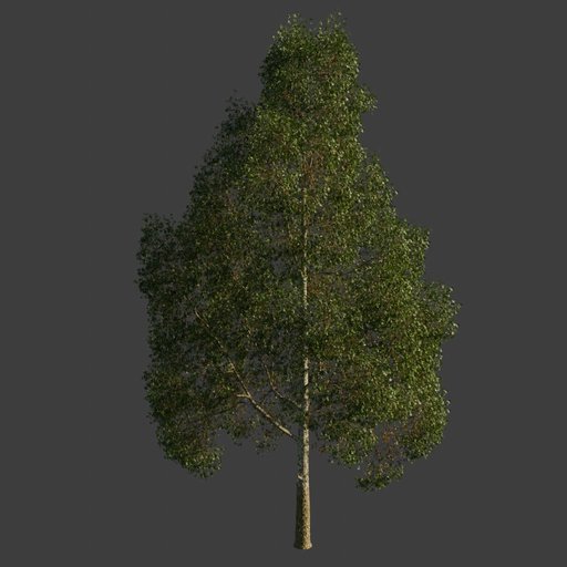 Silver Birch Tree | FREE Trees models | BlenderKit