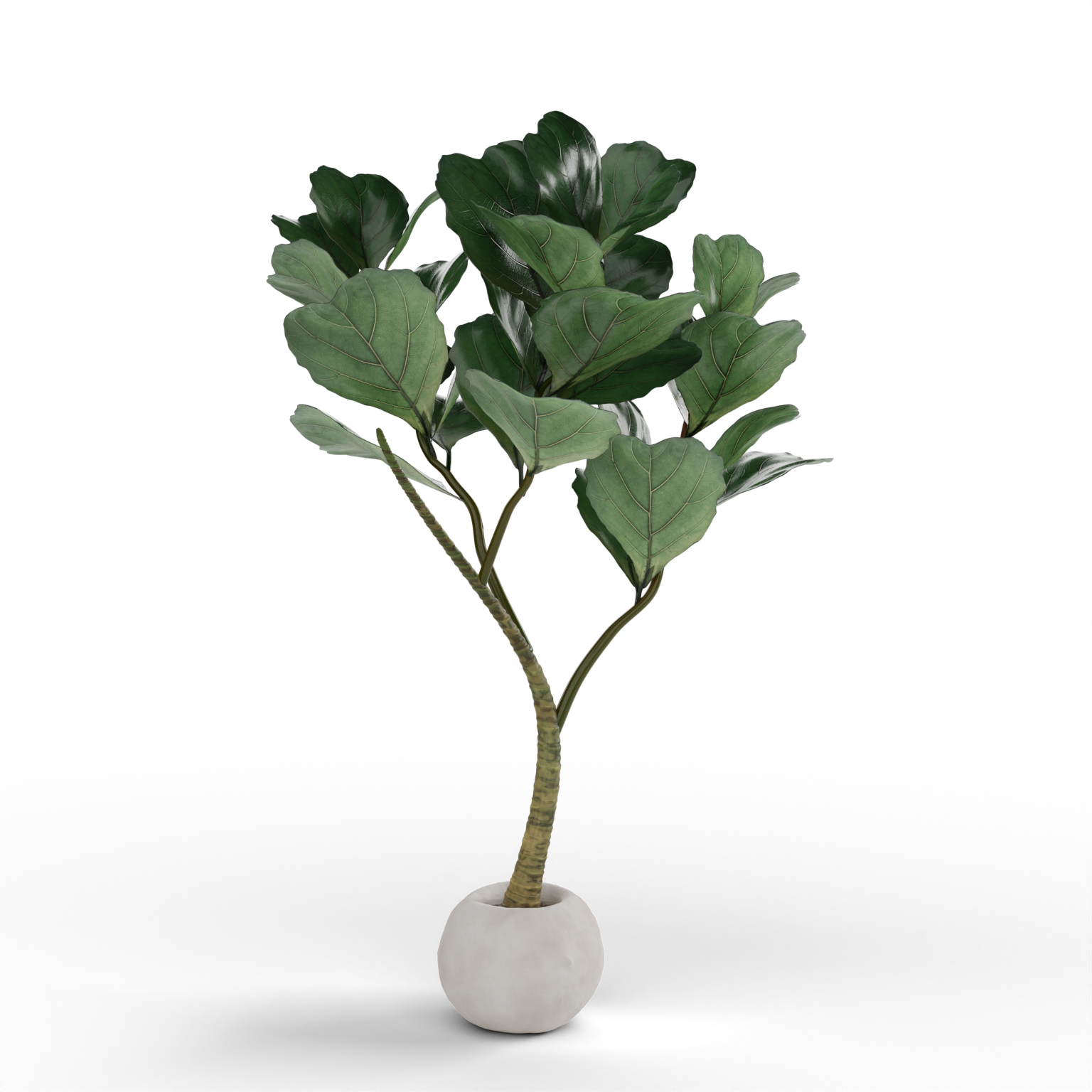Ficus Lyrata | Indoor Plants models | BlenderKit