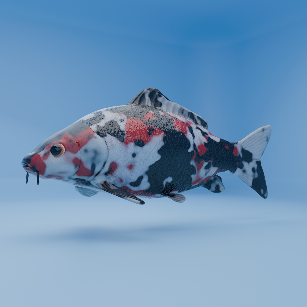 BlenderKit | Download the Carp Koi Fish model