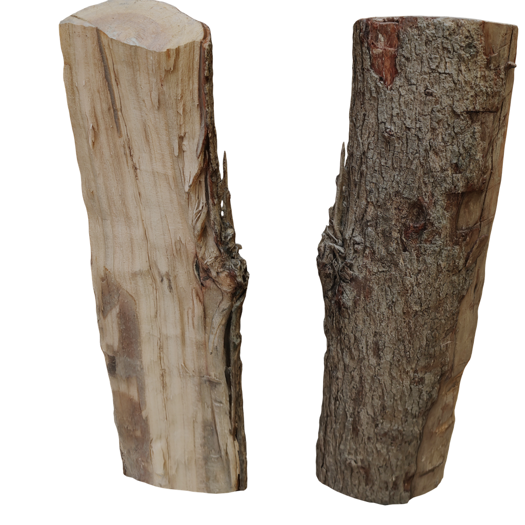 Scanned Cutted Trunk | FREE Trees models | BlenderKit