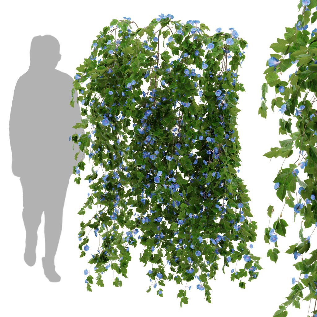 Ipomoea nil m | Green Walls models | BlenderKit