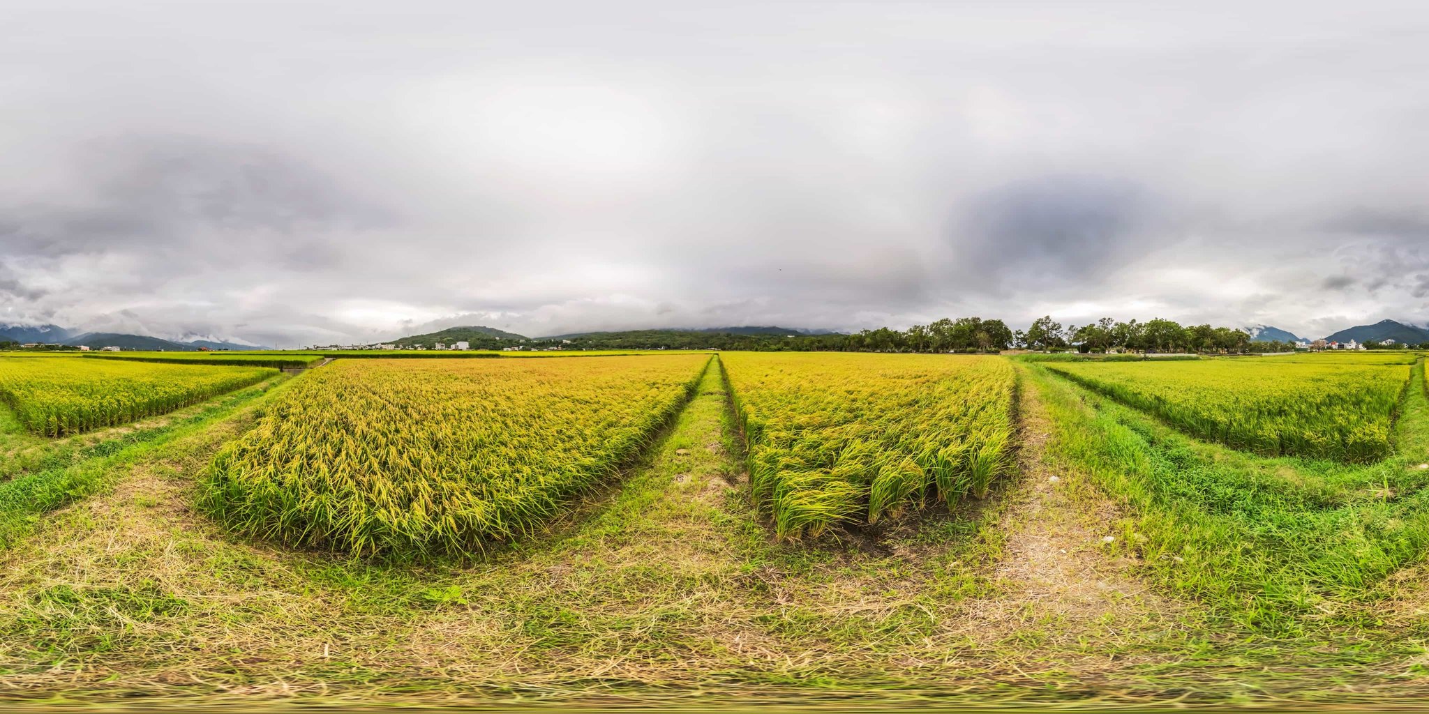 Wheat Field | FREE Nature HDRs | BlenderKit