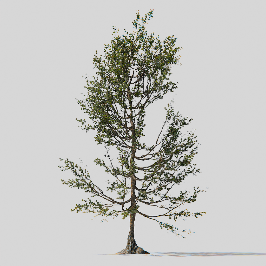 Tree 01 | Trees models | BlenderKit