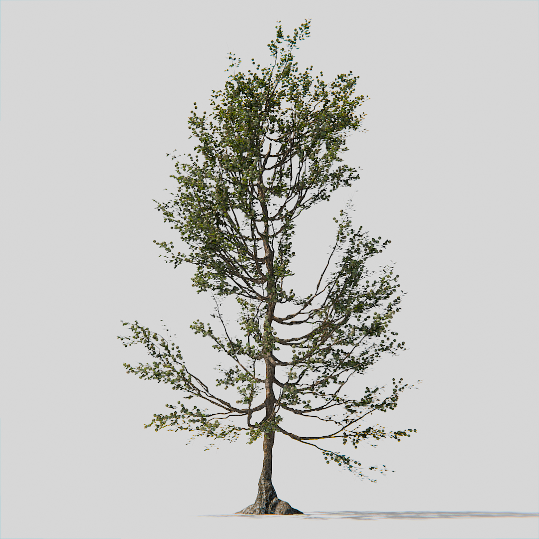 Tree 01 | Trees models | BlenderKit