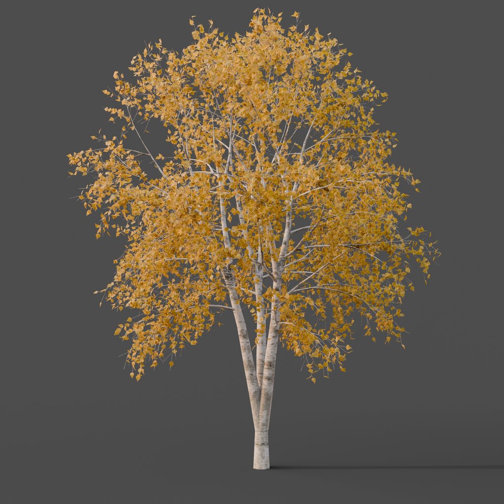 Silver Birch Medium - Autumn | Trees models | BlenderKit
