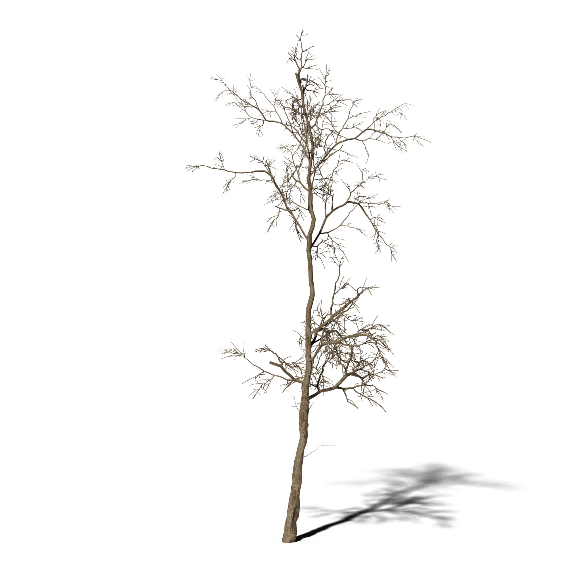 Dead Tree v2 | FREE Trees models | BlenderKit