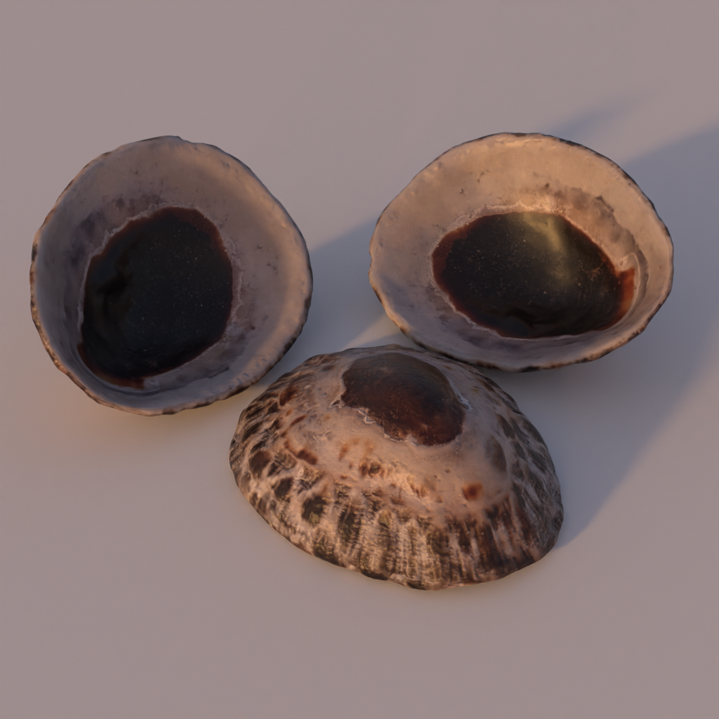 Shell Brown | FREE Nature models | BlenderKit