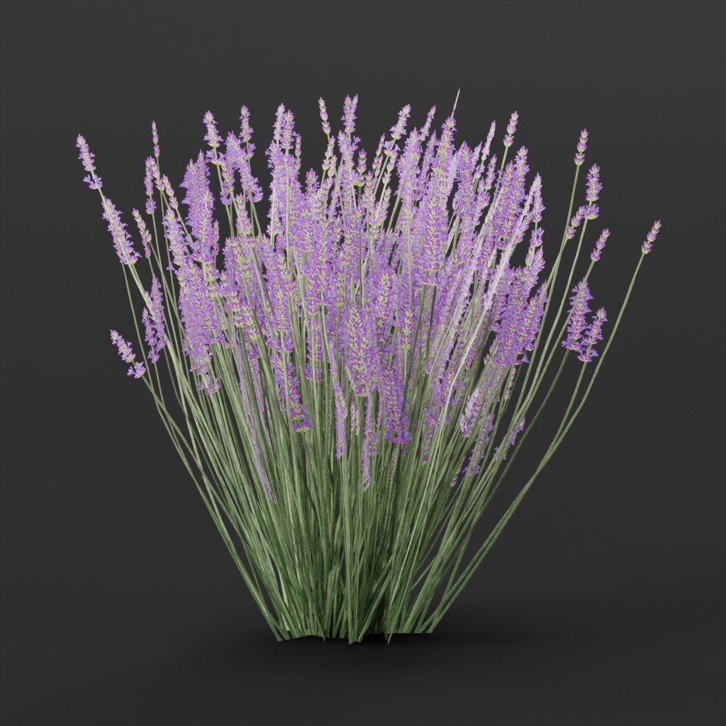Lavender Flower Medium | Outdoor Plants models | BlenderKit