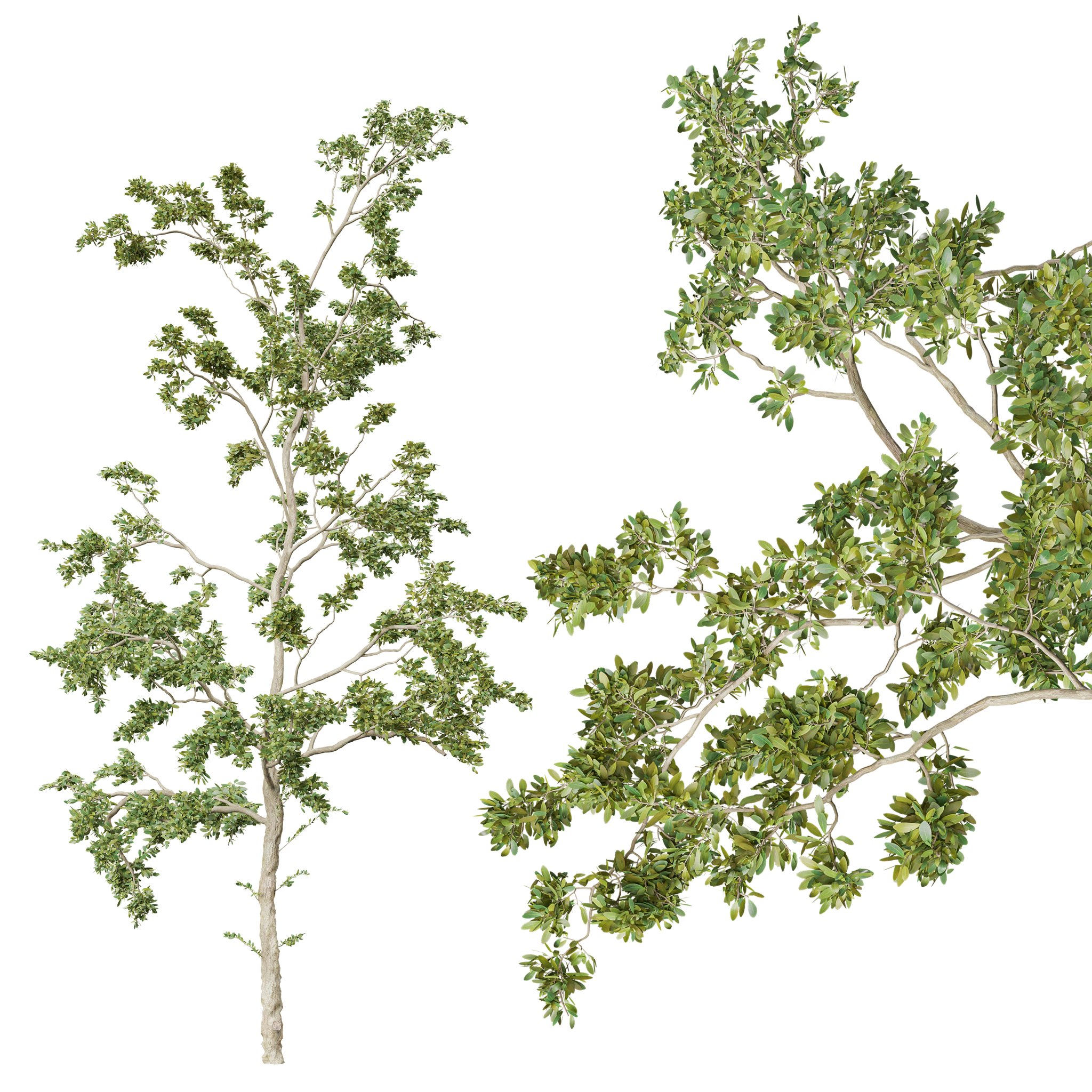 Tree 07 | Trees models | BlenderKit