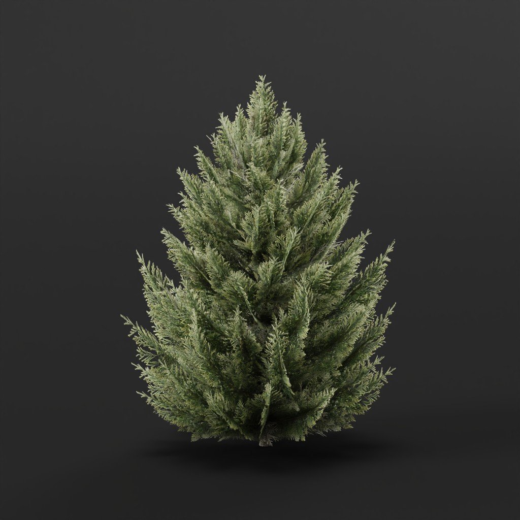 Red Cedar Bush Large Variation | Outdoor Plants models | BlenderKit