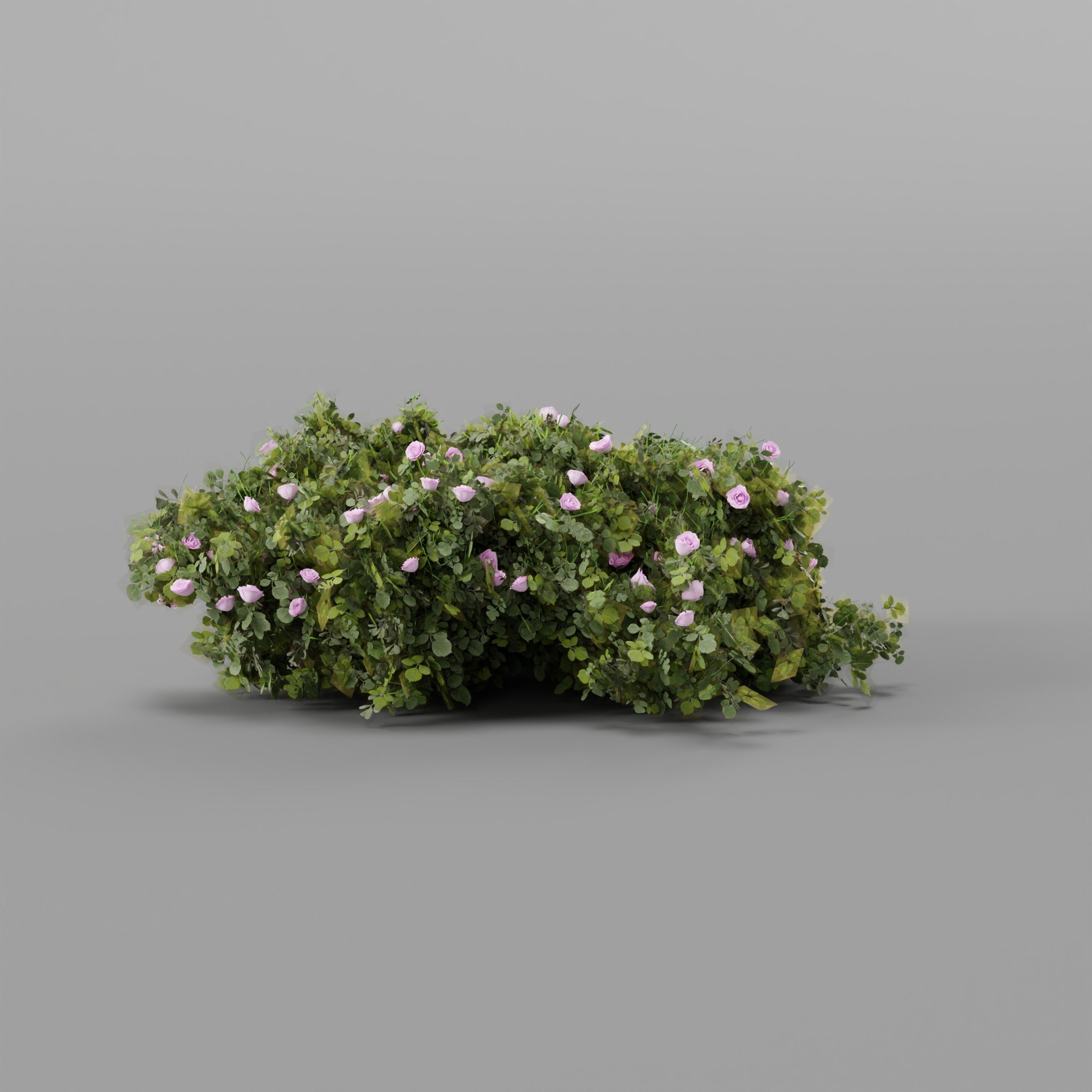 Rose Bush | FREE Outdoor Plants models | BlenderKit