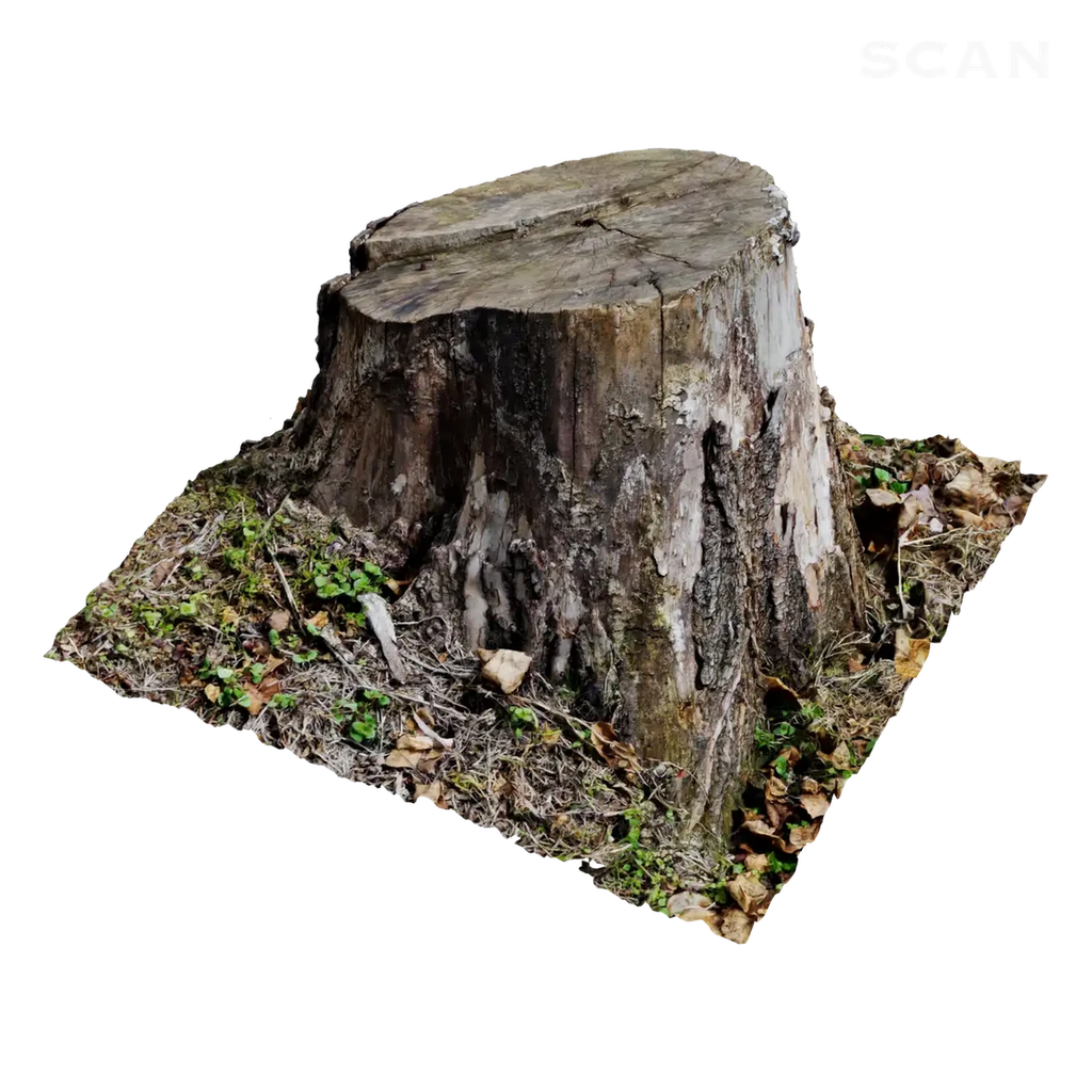 Scan Tree stump-Freepoly.org | FREE Trees models | BlenderKit