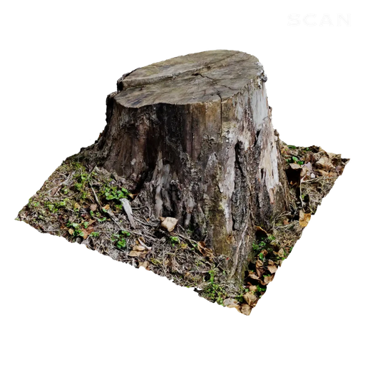 Scan Tree stump-Freepoly.org | FREE Trees models | BlenderKit