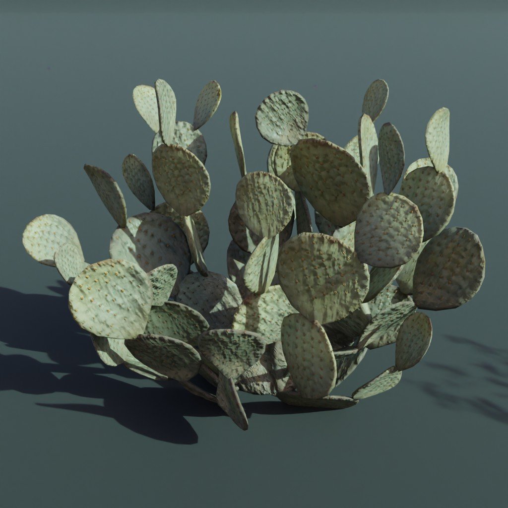 Plant Cactus Rufida Medium | Outdoor Plants models | BlenderKit