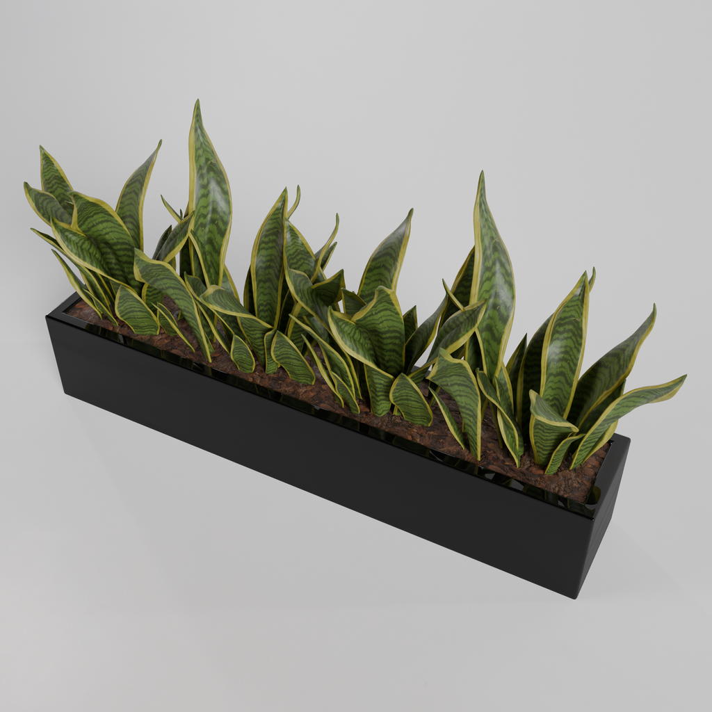 Snake Plant | Indoor Plants models | BlenderKit