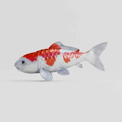 Koi Fish Kohaku Swimming | Fish models | BlenderKit
