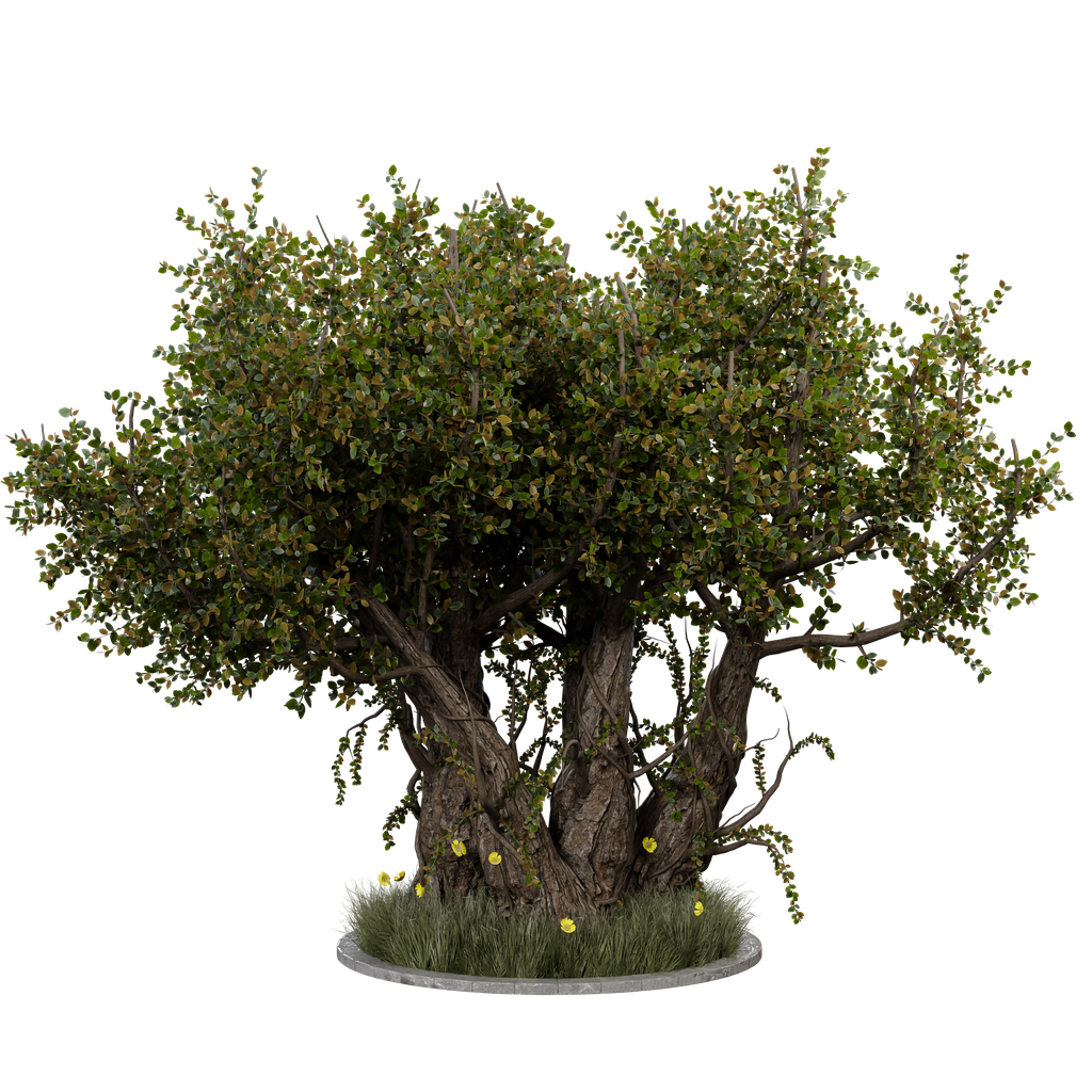 Old tree B | Trees models | BlenderKit
