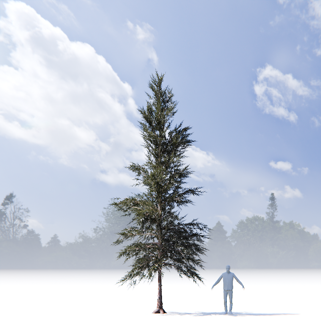 Pine tree variation | Trees models | BlenderKit