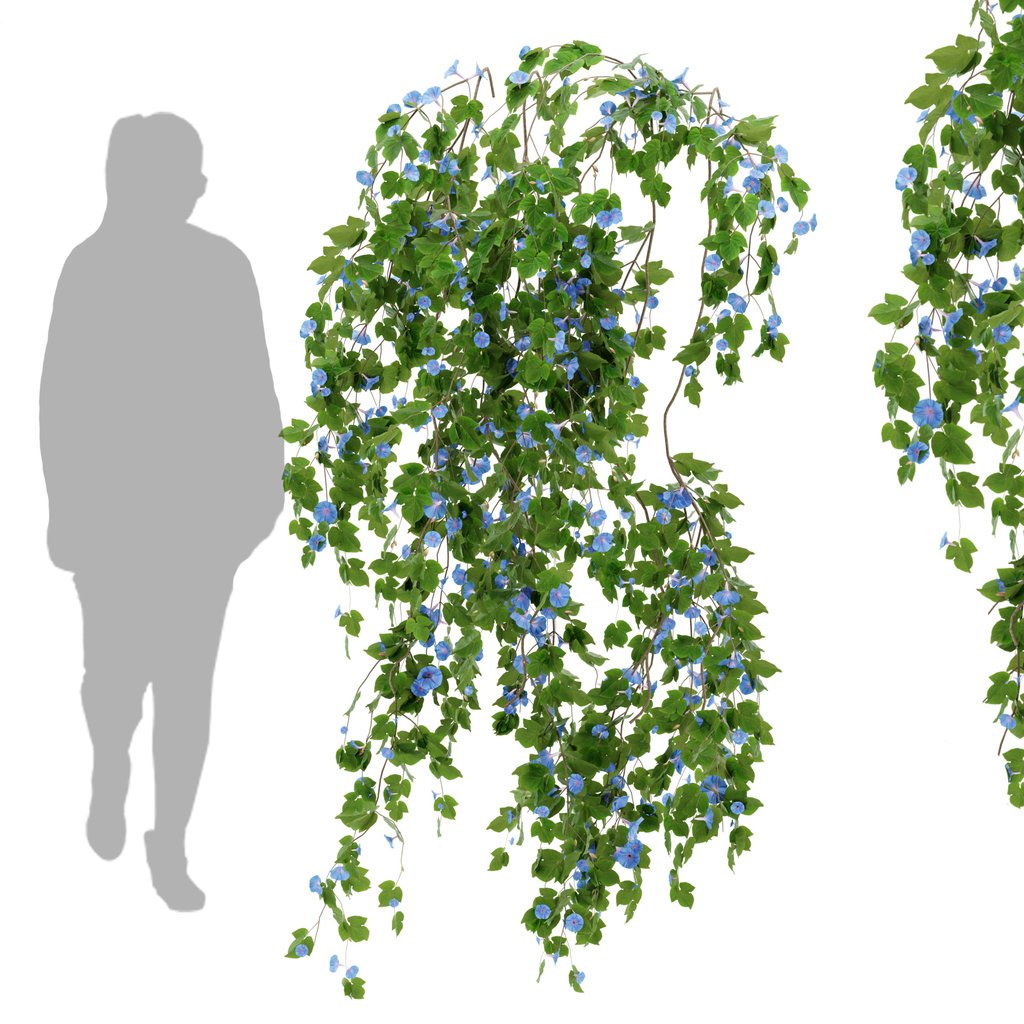 Ipomoea nil n | Green Walls models | BlenderKit