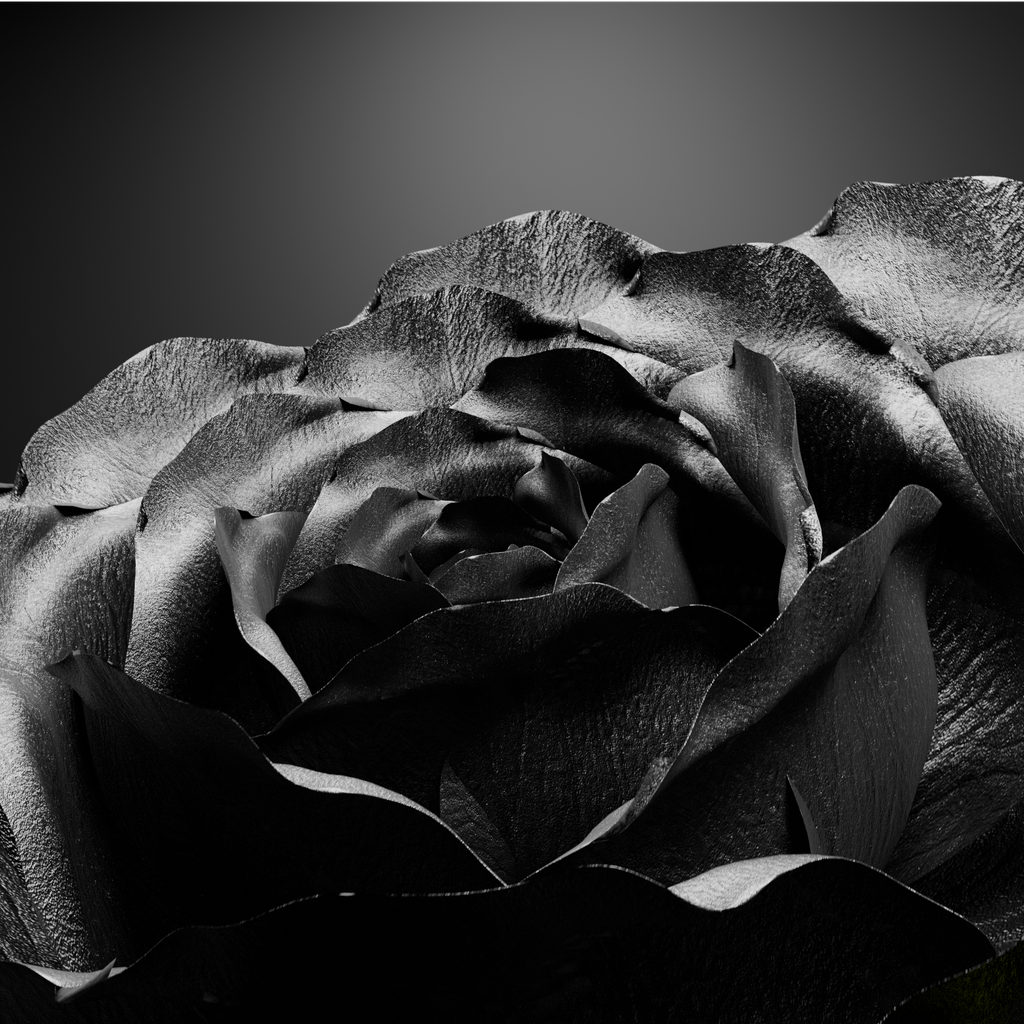 Black rose blooming animation | Nature scenes | BlenderKit