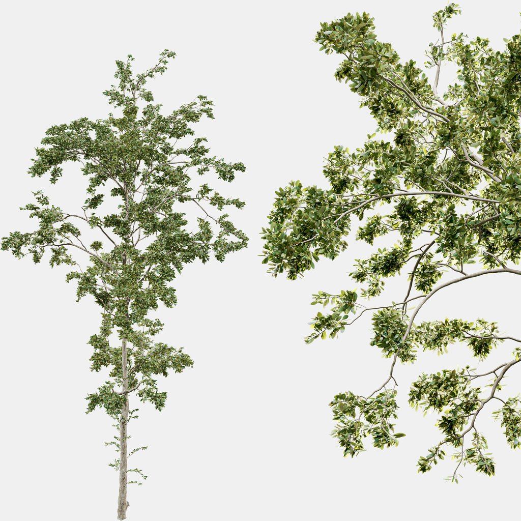 Tree 06 | Trees models | BlenderKit