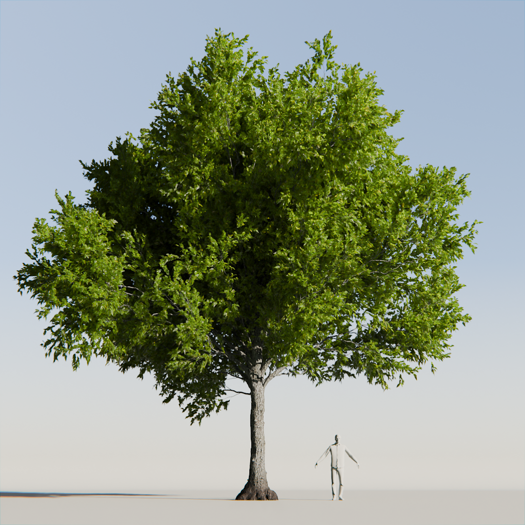 American beech tree variation | Trees models | BlenderKit